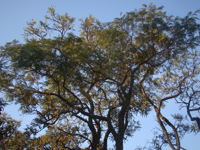 Angico do Cerrado | Jardim Botânico Jundiaí